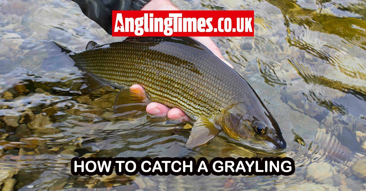 Fishing tips: how to catch a grayling