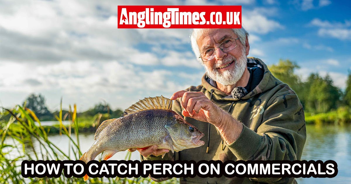 How to catch big perch on commercial fisheries | Angling Times