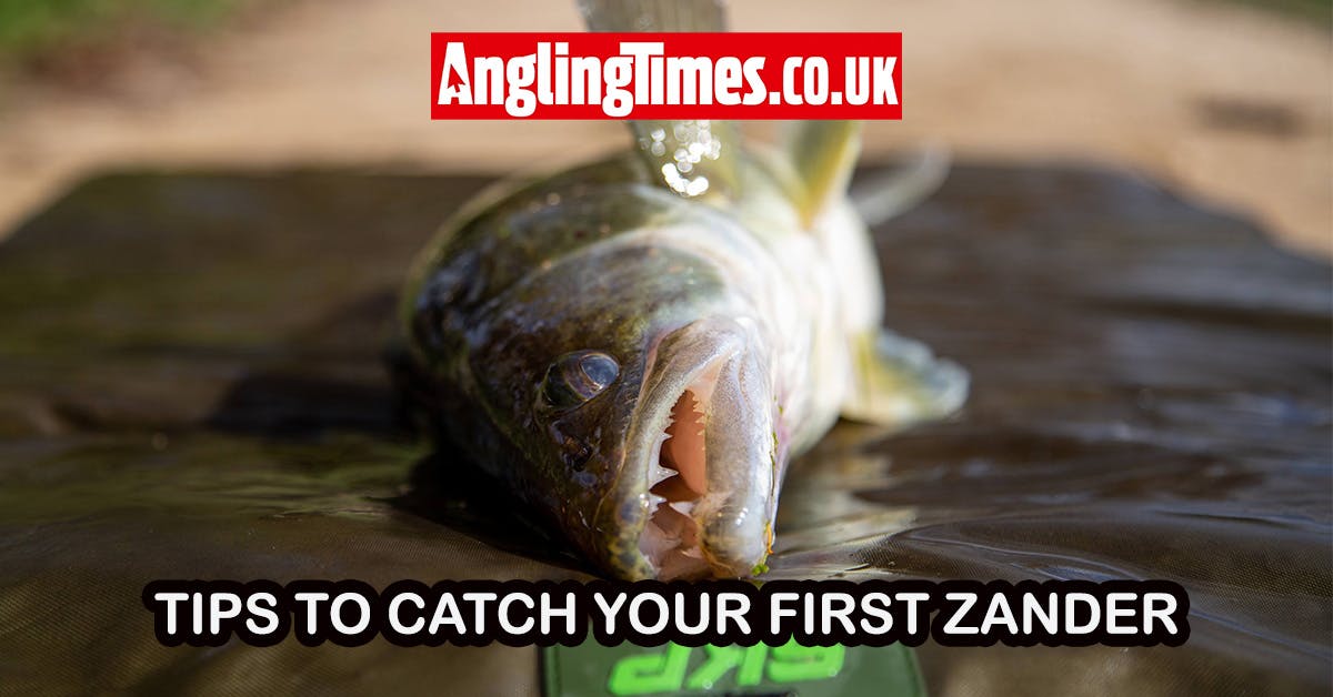 how to catch zander: tips and tackle