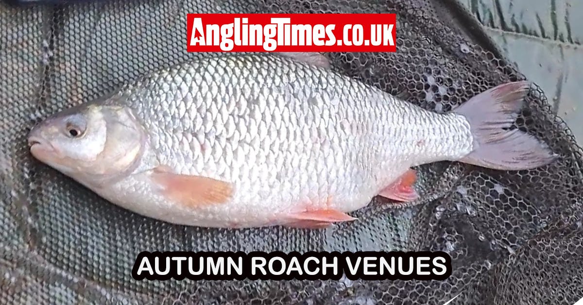 Where To Target Autumn Roach