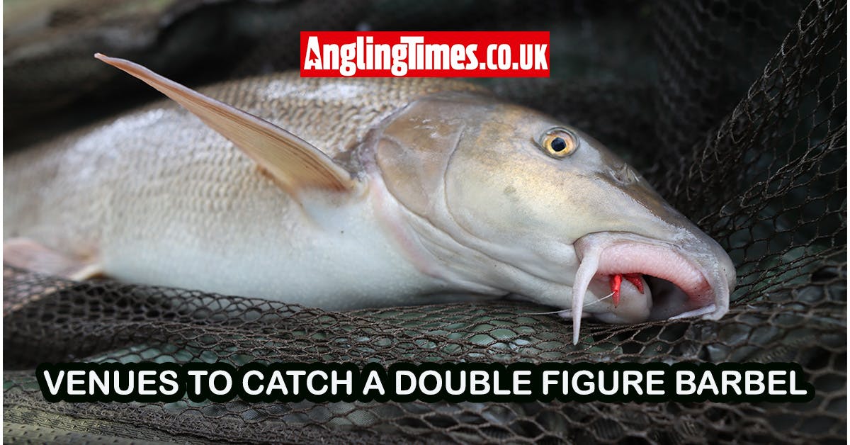 Where to catch a big barbel