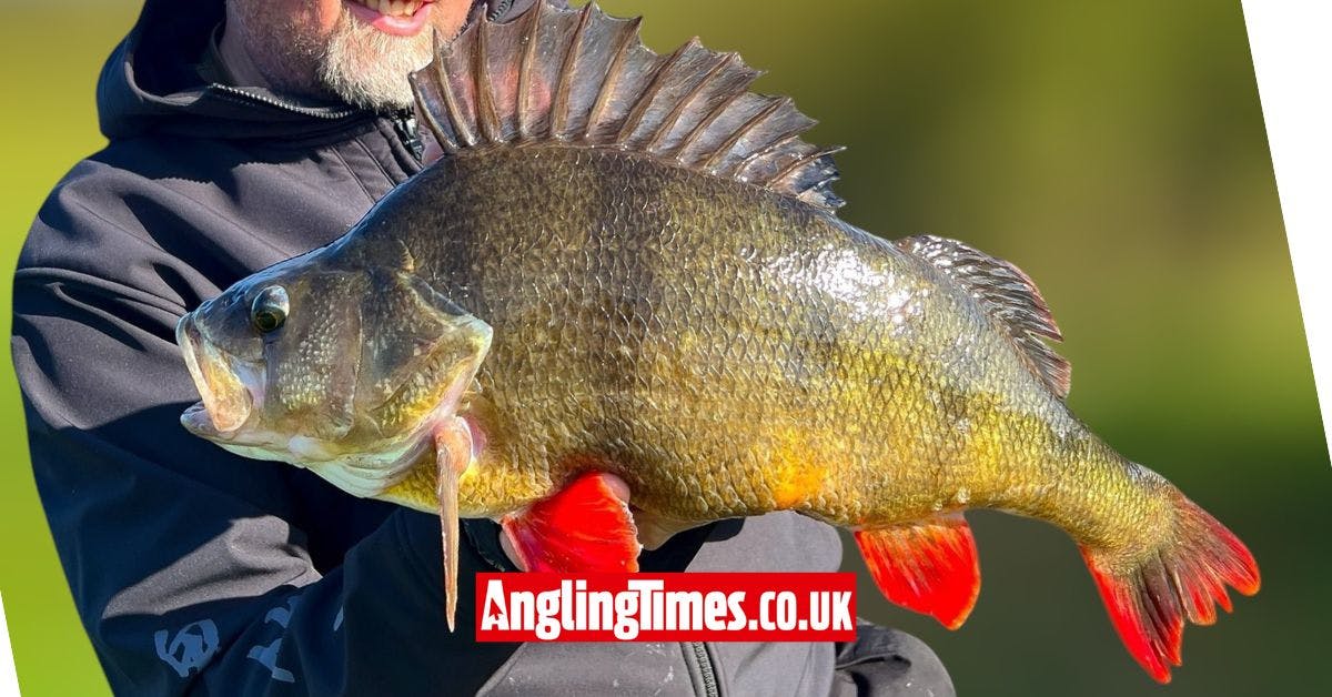 Superb perch welcomes angler back after life-saving surgery | Angling Times