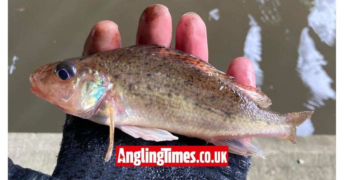 This huge ruffe was potentially a British Record fish | Angling Times