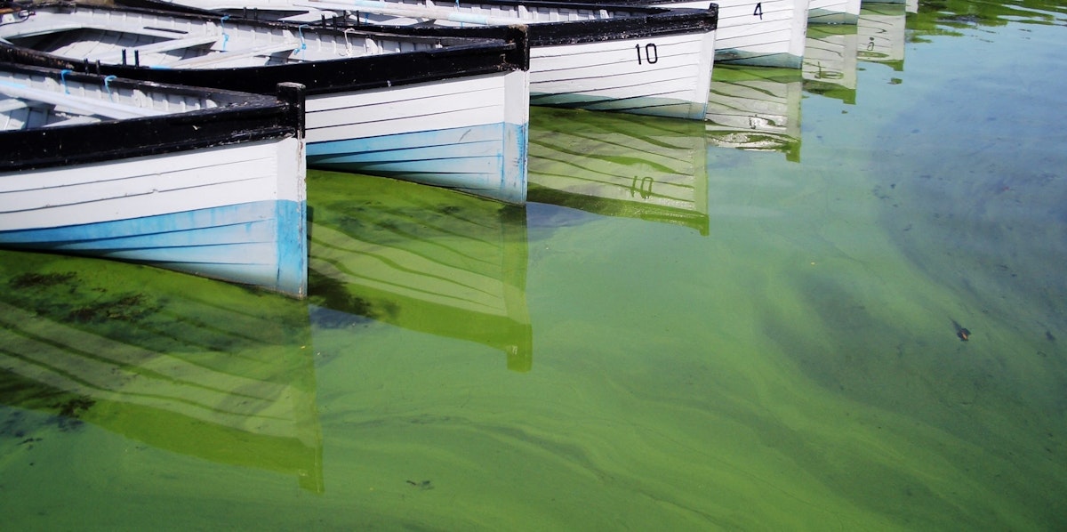 Toxic blue-green algae is on the rise, what to know and how to report ...