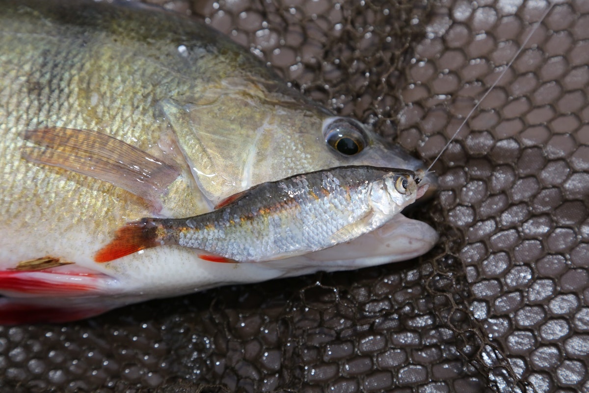 The best baits for perch fishing | Angling Times