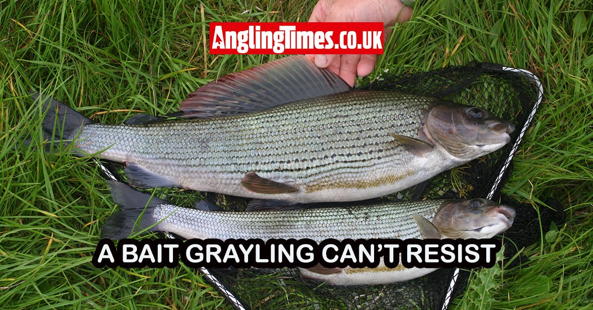 A secret bait grayling can't resist