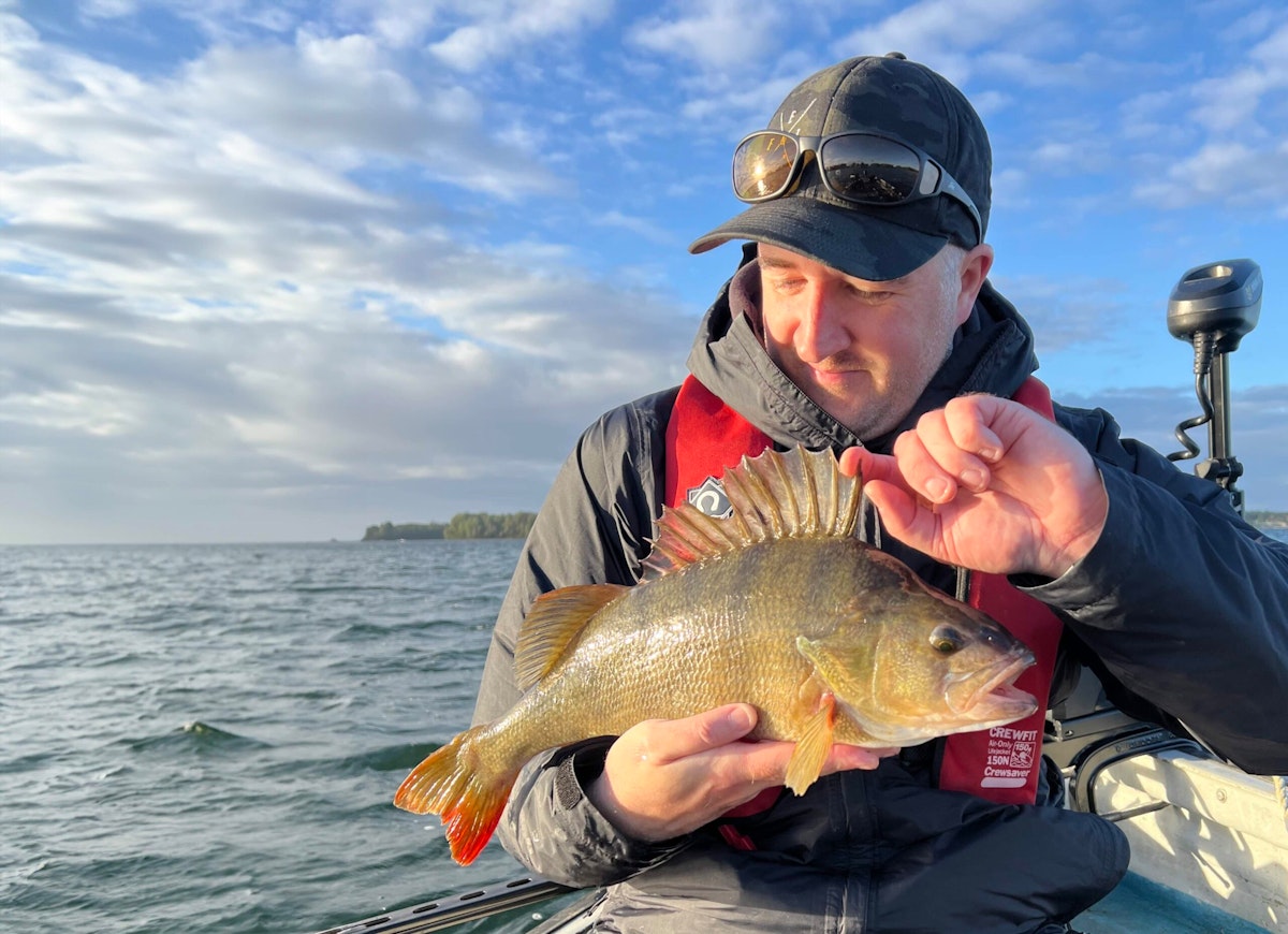 Red letter lure fishing session results in five massive perch | Angling ...