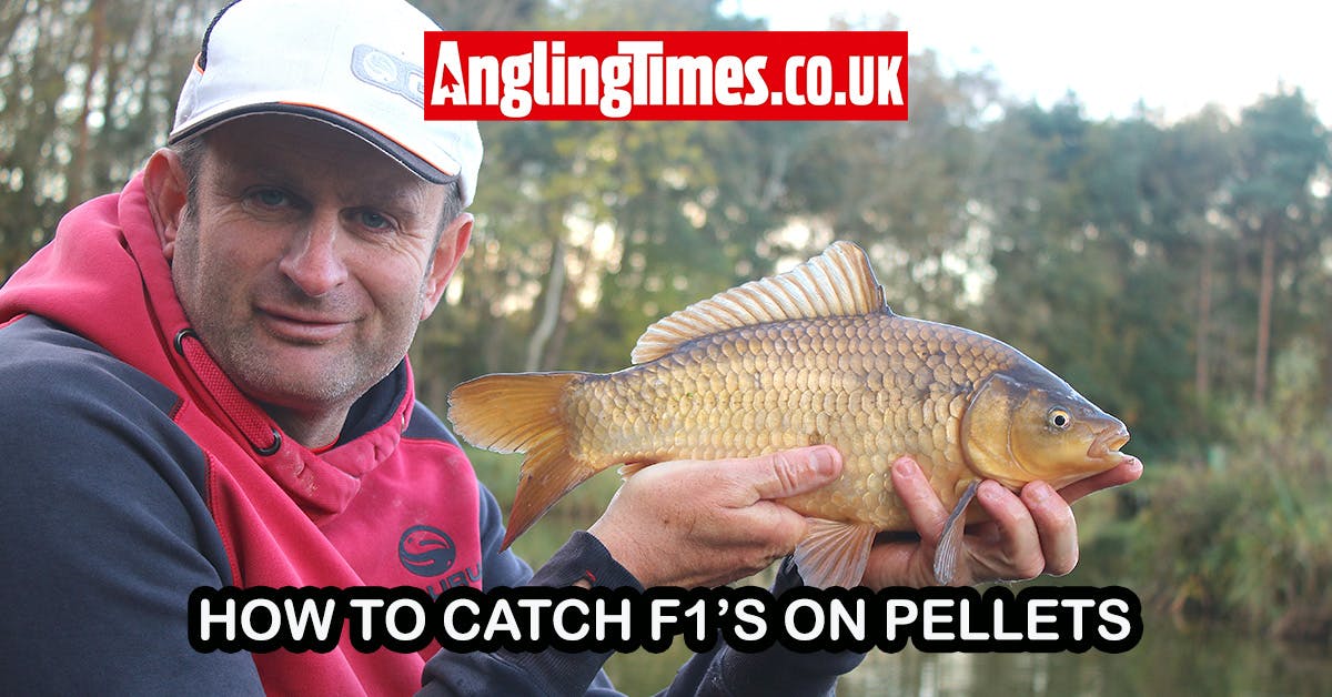 How to improve your f1 fishing: catch more fish on pellets