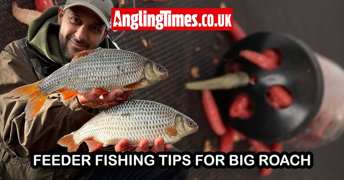 Feeder fishing tips for specimen roach | Dan Bouskila | Angling Times