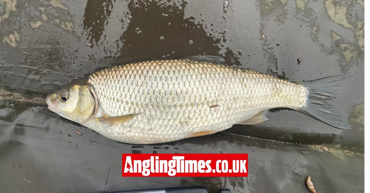 Giant dace leaves angler trembling with excitement | Angling Times