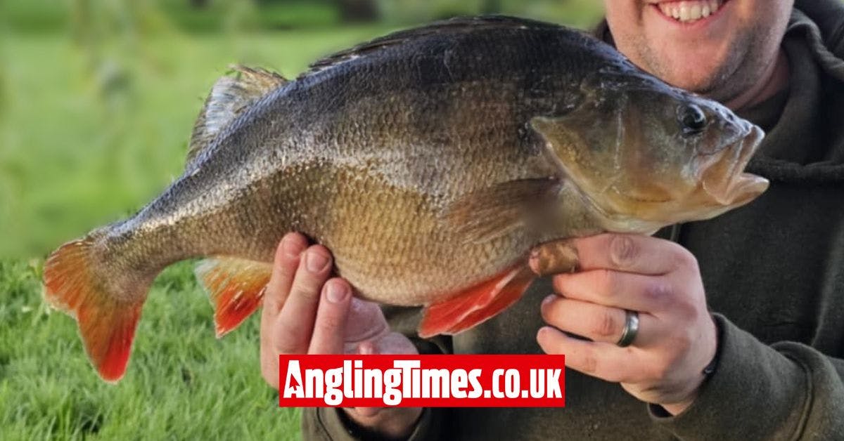 I never dreamed of catching a river perch this big | Angling Times