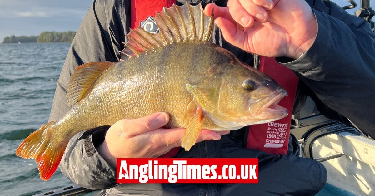 Red letter lure fishing session results in five massive perch | Angling ...