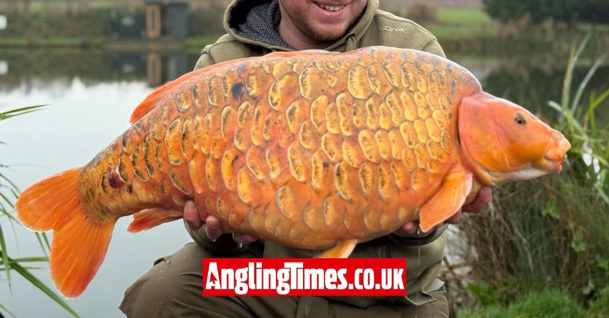 Colossal koi carp landed during fishing trip | Angling Times