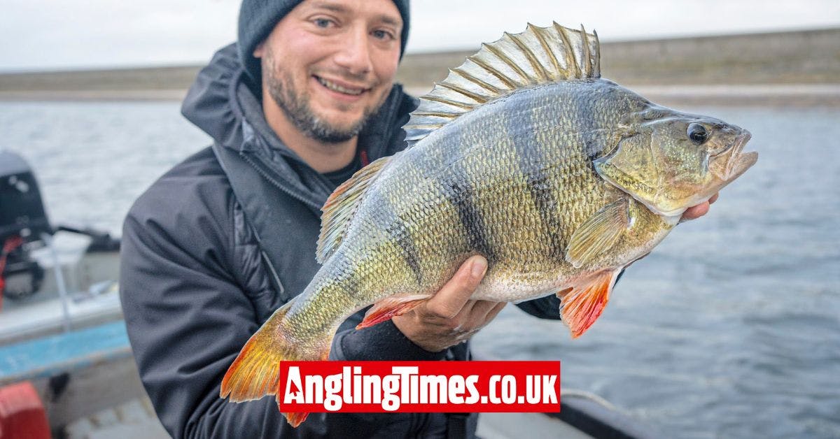 Incredible perch session lands angler dream fish | Angling Times