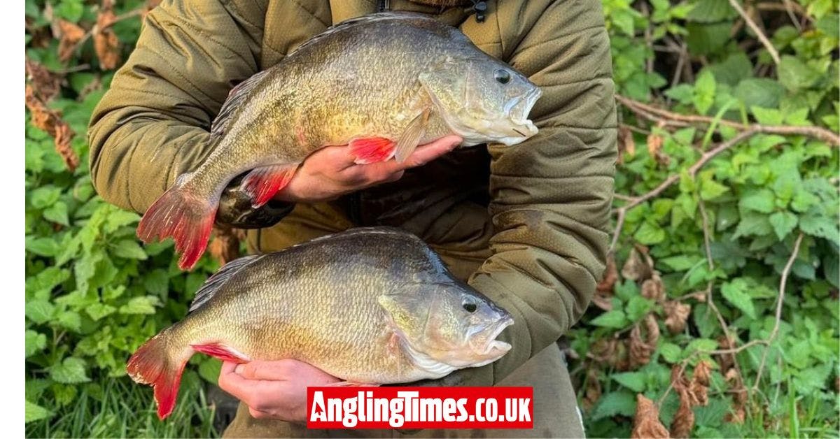 Perch session of a lifetime ends five year wait with 12lb brace ...
