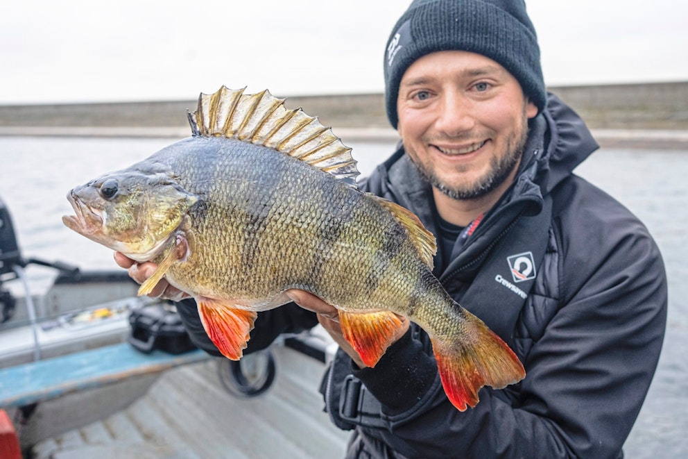 Incredible perch session lands angler dream fish | Angling Times