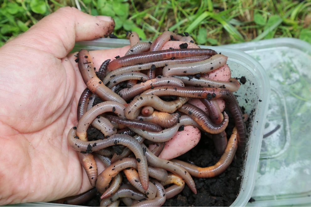 The Best Worms for Fishing: A Comprehensive Guide