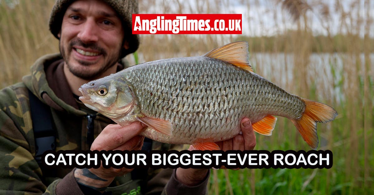 How to Catch Bigger Roach: 5 Simple Tips