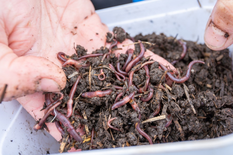 The Best Worms for Fishing: A Comprehensive Guide
