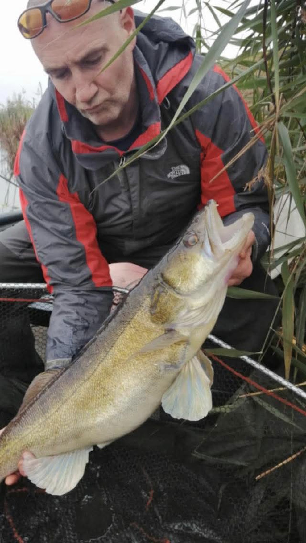 Giant zander brace is angler’s first of the species | Angling Times