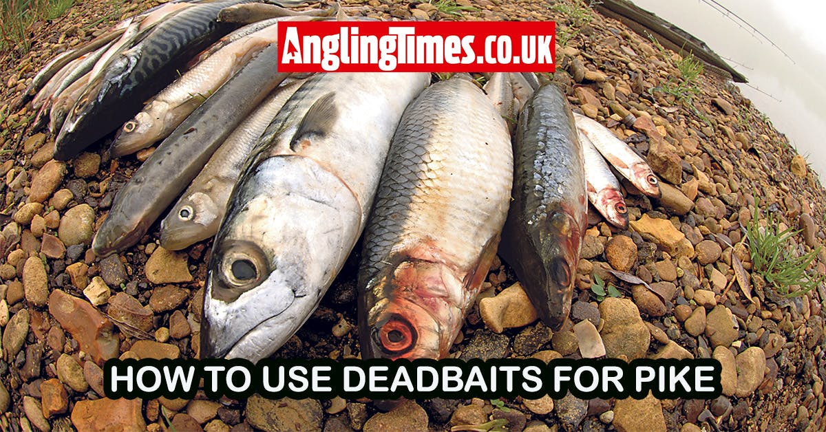 How to deadbait for pike | the best rigs, tips and tricks | Angling Times