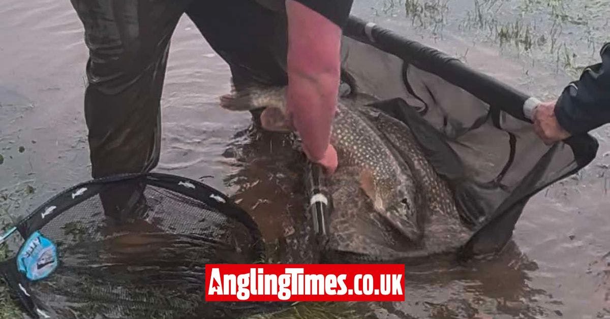 Heroic angler saves stranded pike from playing fields | Angling Times