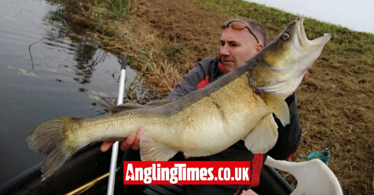 Giant zander brace is angler’s first of the species | Angling Times