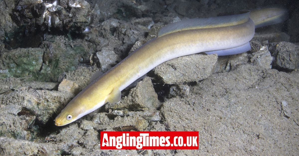Project to understand the secret lives of eels launched | Angling Times