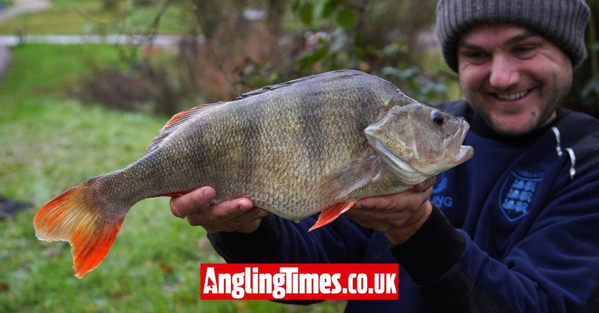 Giant perch landed on the pole | Angling Times