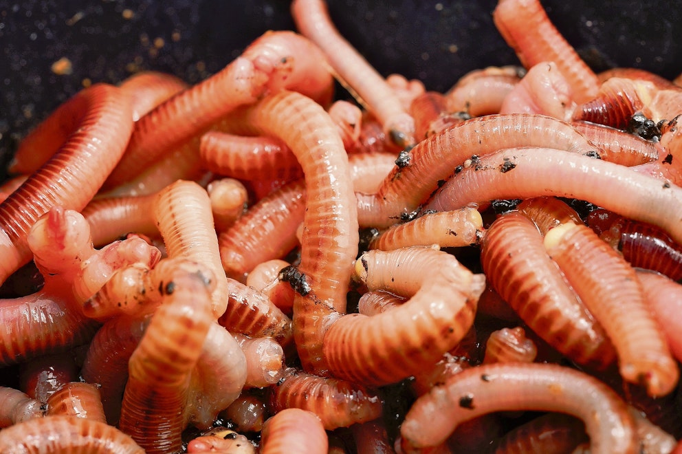 The Best Worms for Fishing: A Comprehensive Guide