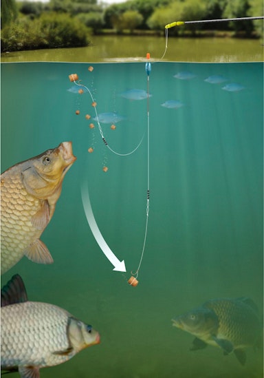 five pole rigs to try to catch more carp