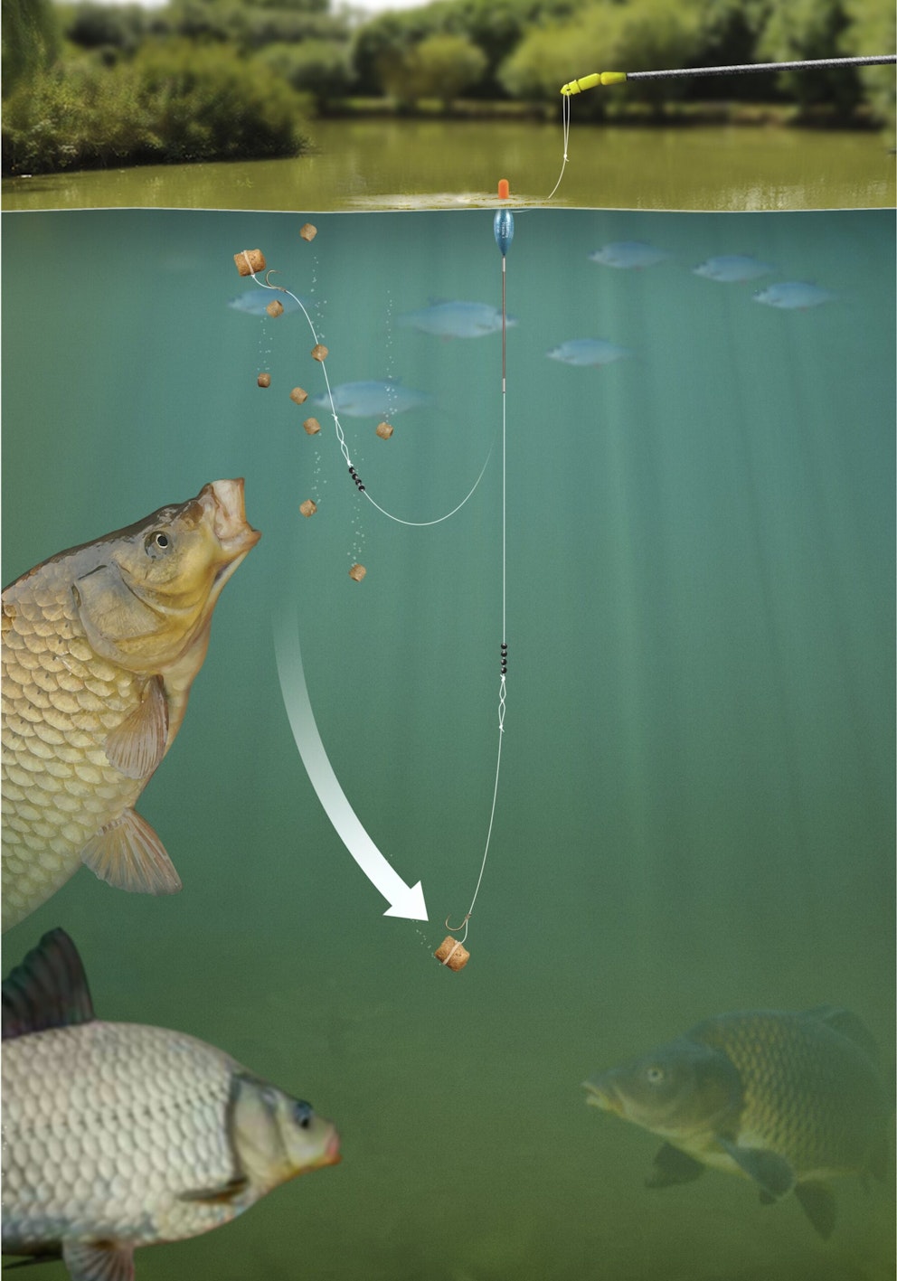five pole rigs to try to catch more carp
