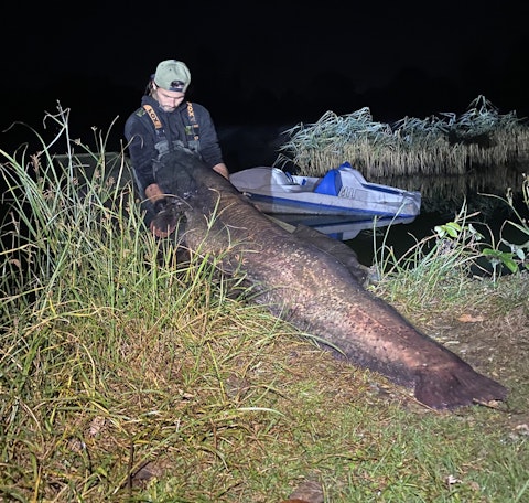 British record catfish landed after 90-minute fight | Angling Times