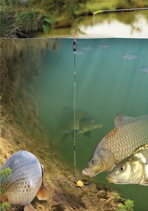 five pole rigs to try to catch more carp