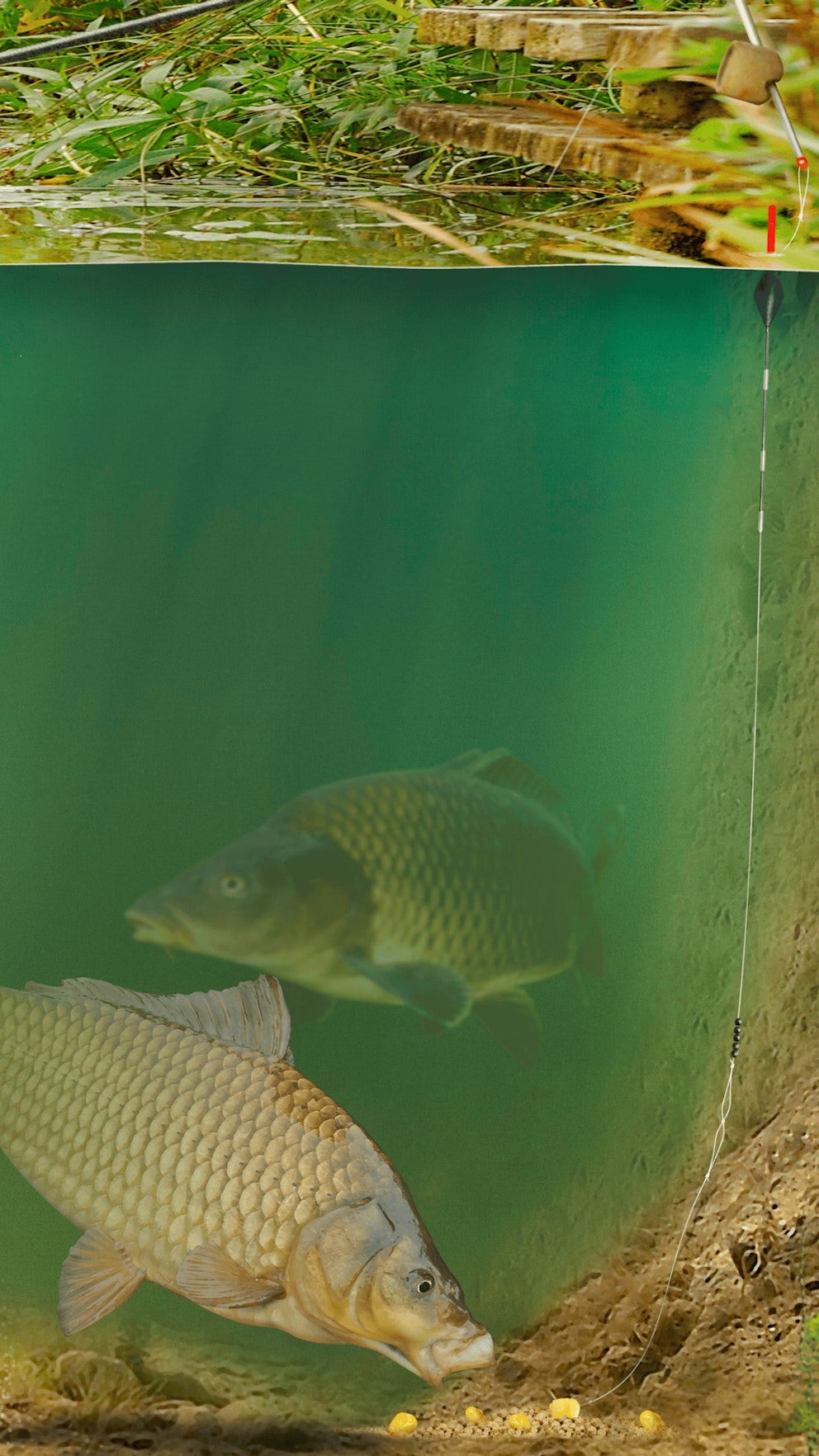 five pole rigs to try to catch more carp
