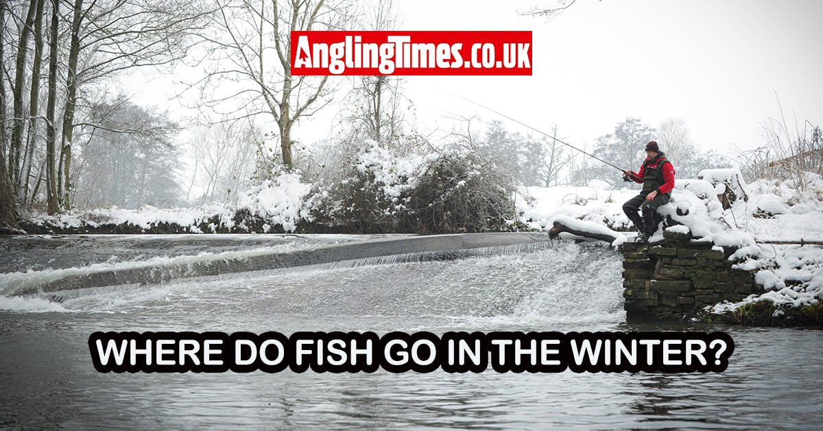 Where fish go when our rivers get cold in winter | Angling Times