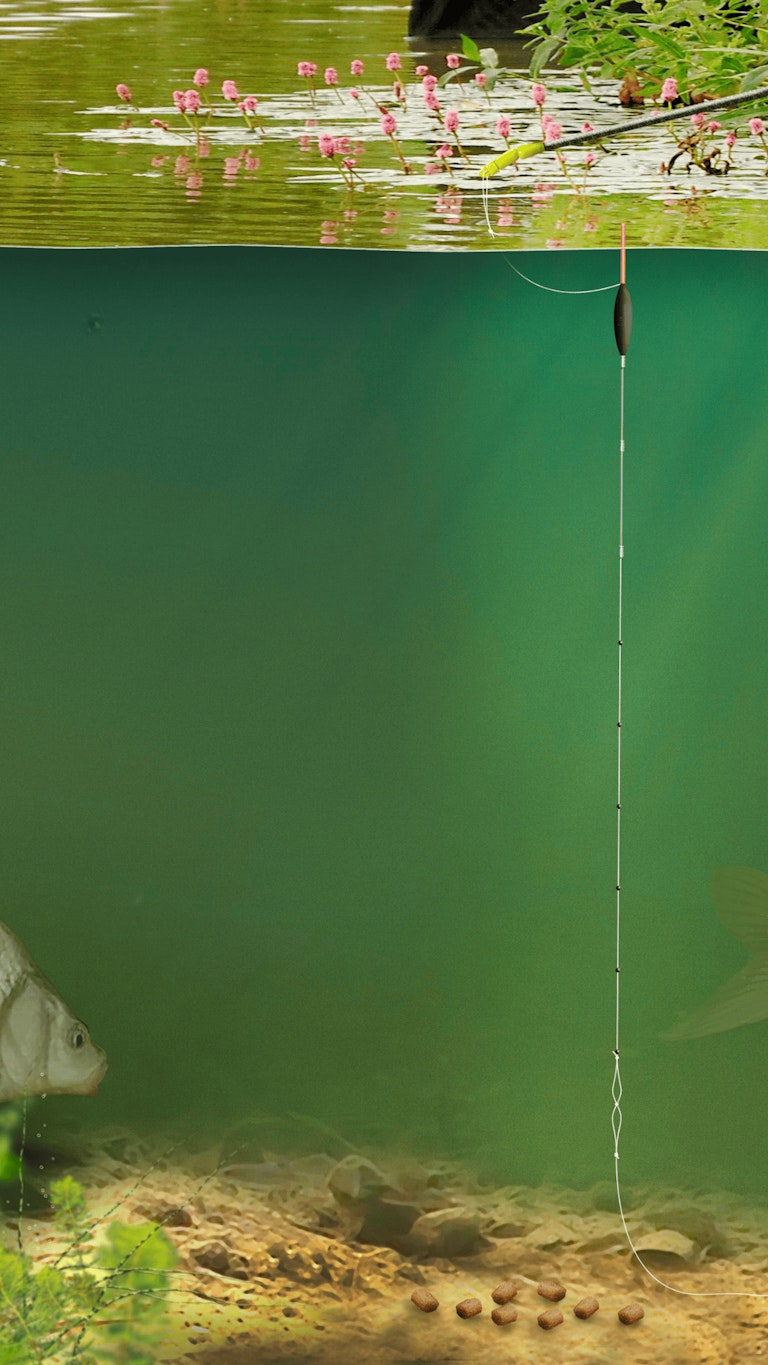 five pole rigs to try to catch more carp