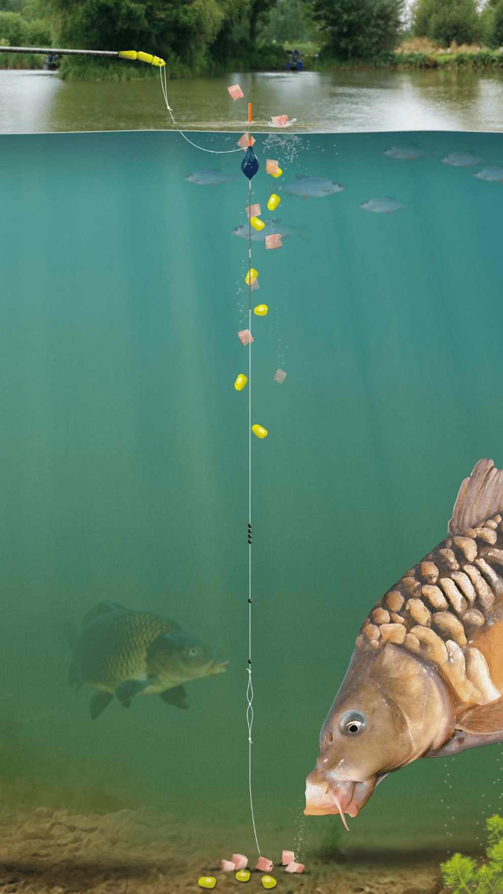 five pole rigs to try to catch more carp