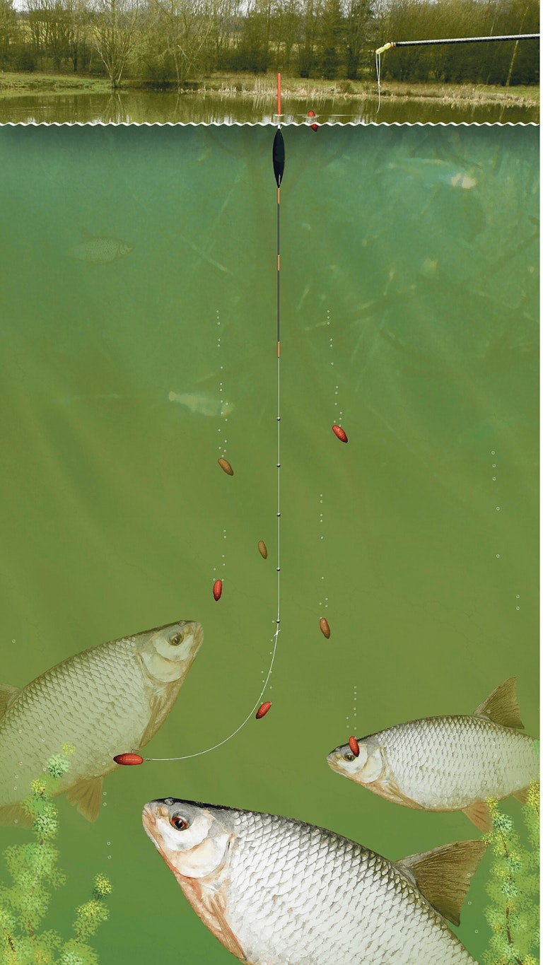5 Must-Have Silverfish Pole Rigs