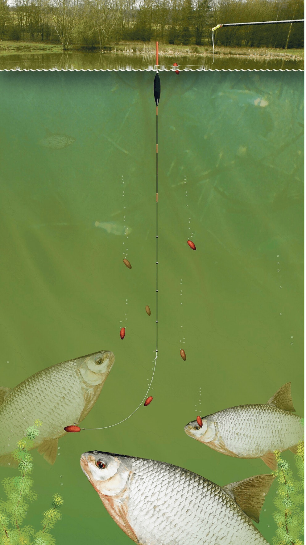 5 Must-Have Silverfish Pole Rigs