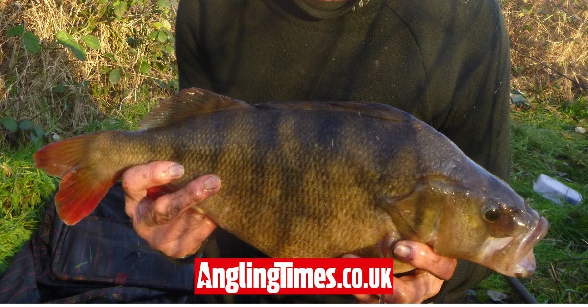 81-year-old lands magnificent river perch | Angling Times