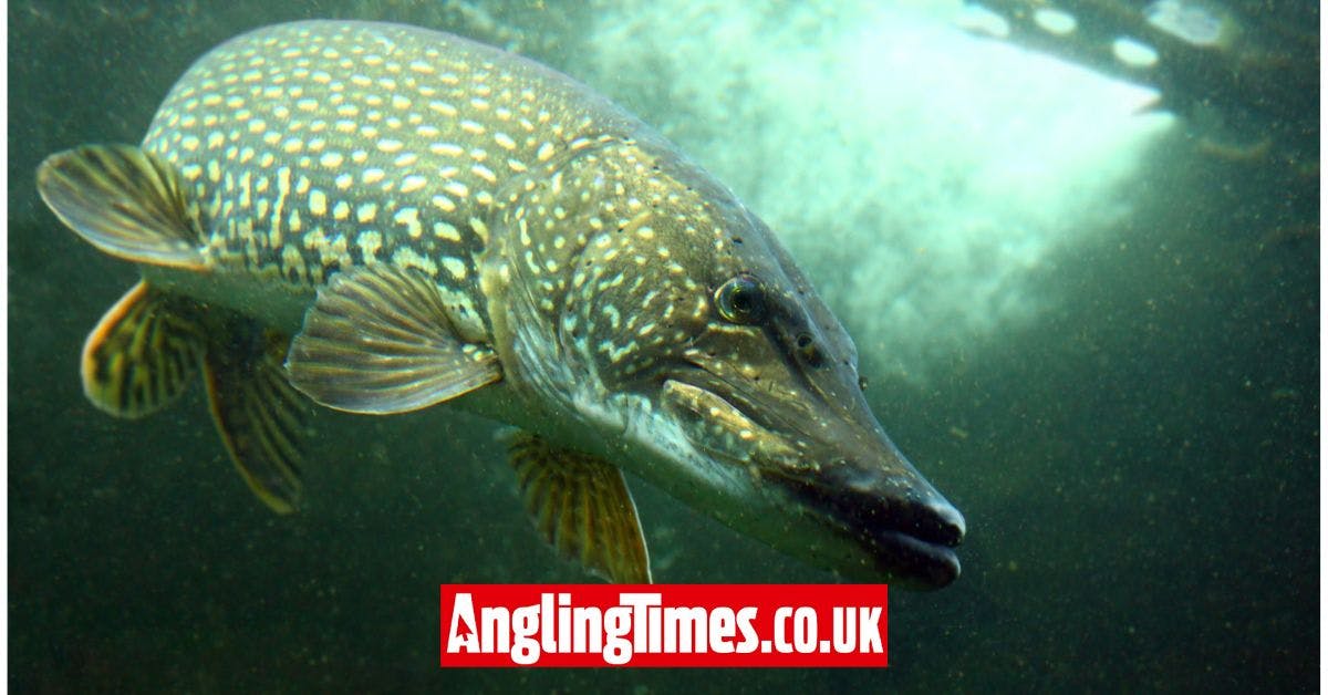 How important are predatory fish in our waterways? | Angling Times