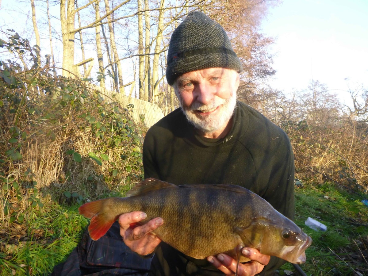 81-year-old lands magnificent river perch | Angling Times