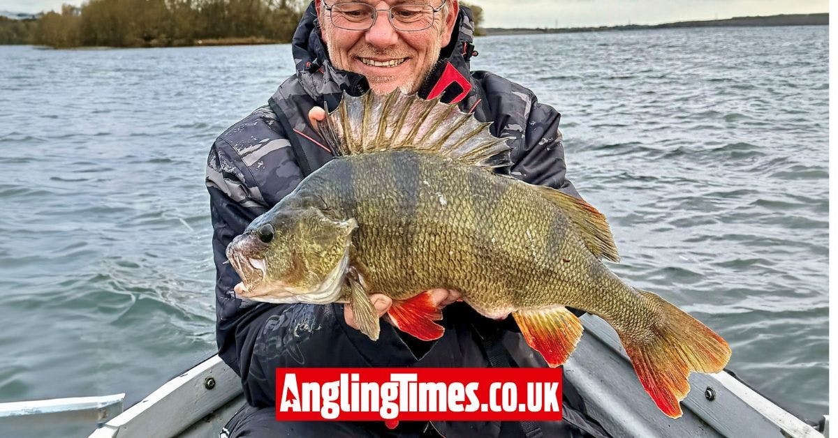 Get out now to land specimen perch on lures | Angling Times