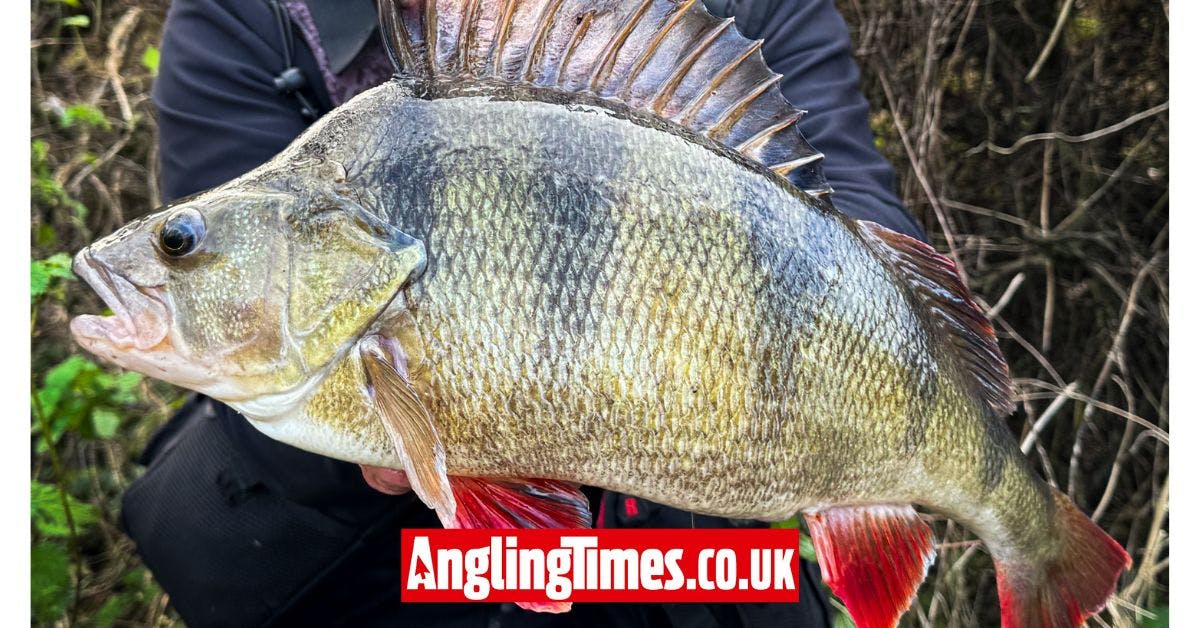Ned Rig helps angler land River Thames beast | Angling Times