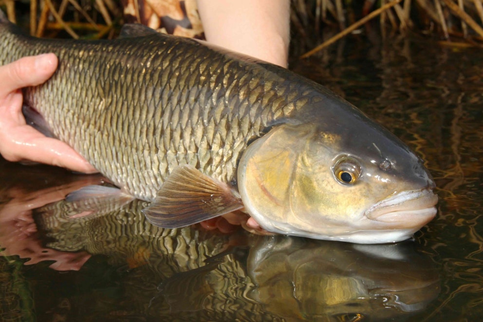 Where do our fish actually come from? | Angling Times