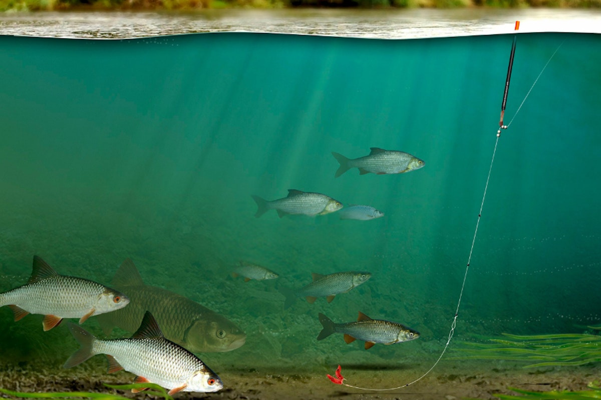 Float fishing for beginners: How to set up your rod