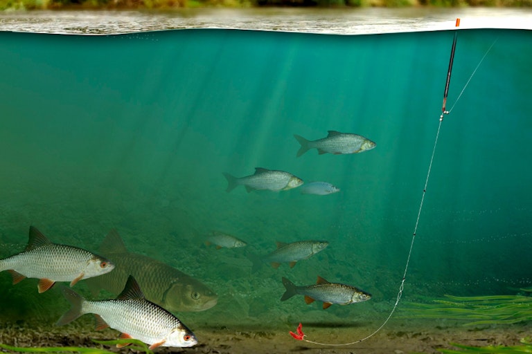 Float fishing for beginners: How to set up your rod