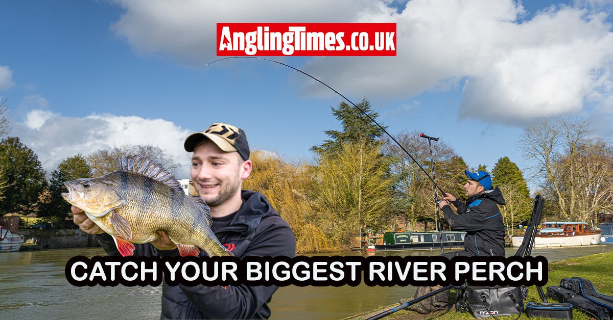 Tips to catch your biggest-ever river perch | Angling Times