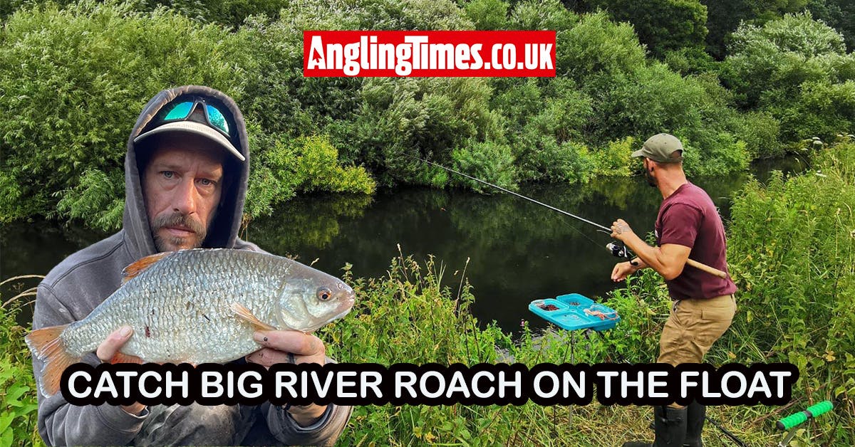 How to catch big river roach on the float | Angling Times